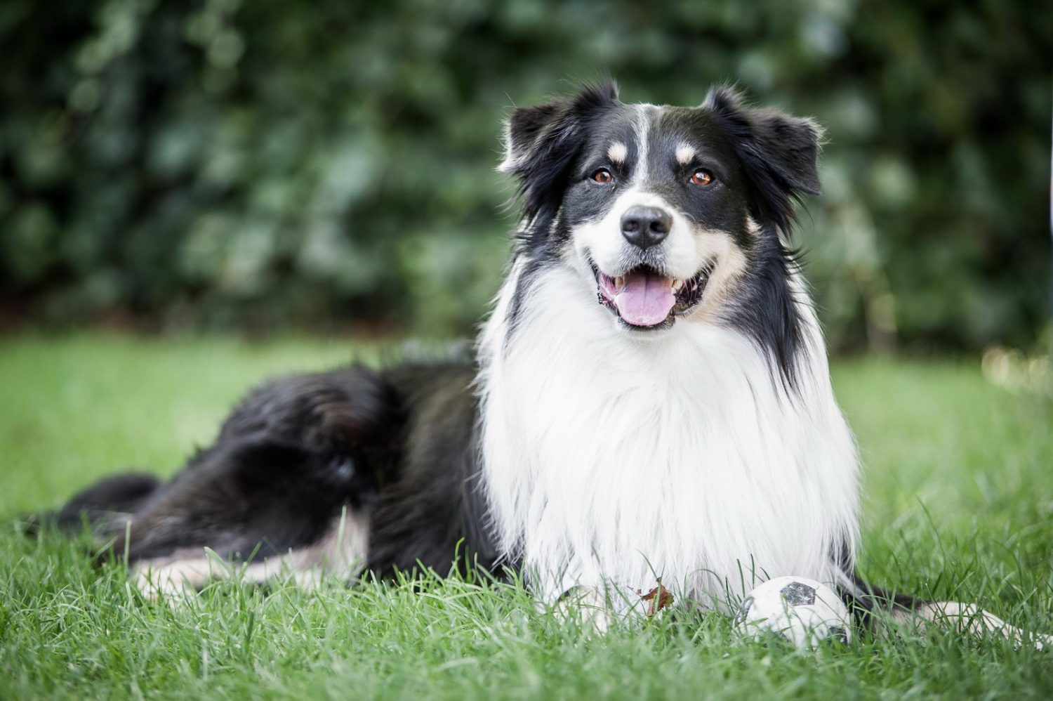 Tierfotografie-Tierfoto-Hundefoto-Dog-Hund-31 | Lars Grötzinger Fotografie